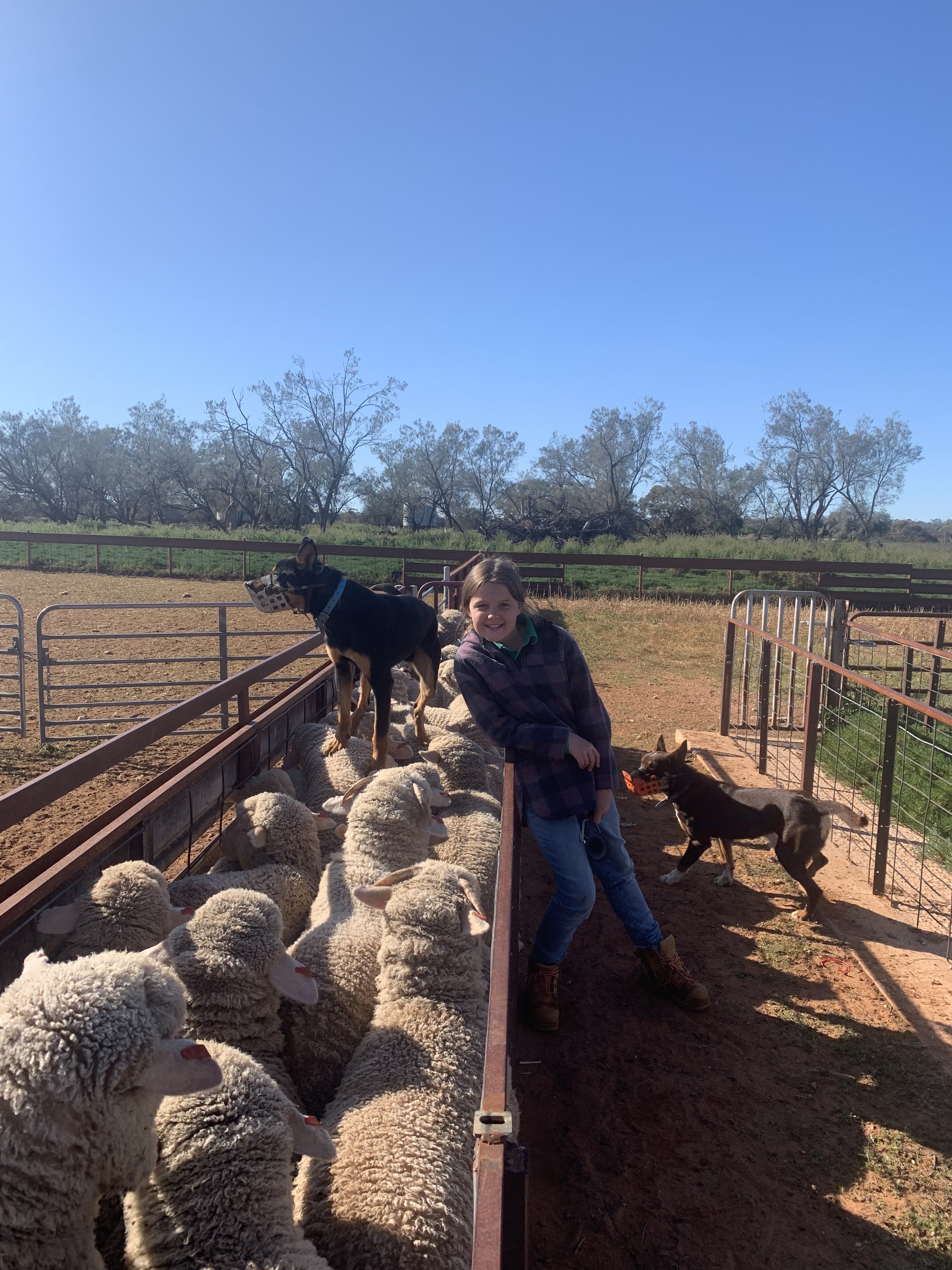 Distance Education (eCalrossy) - Calrossy